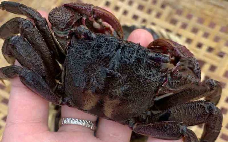 Con ba khía là con gì? 3 món ăn ngon được chế biến từ ba khía