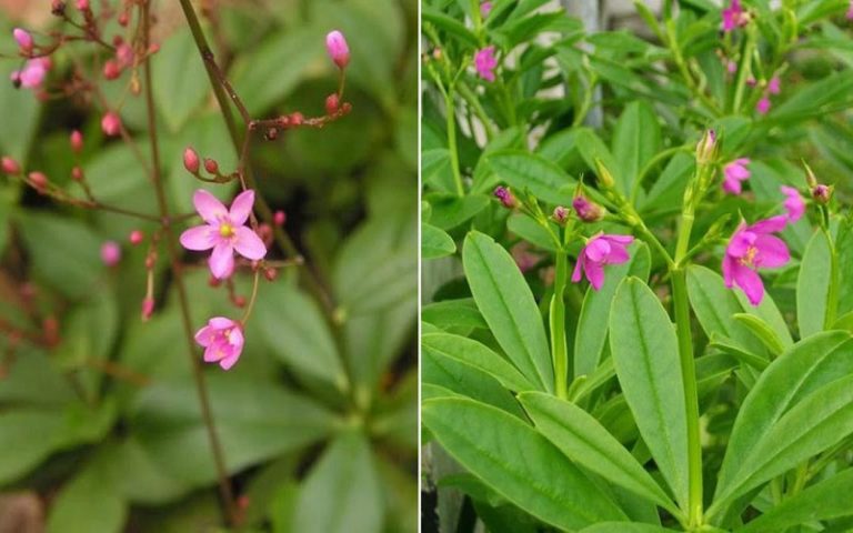 Cây rau sâm đất có tác dụng gì cho sức khỏe và con người?