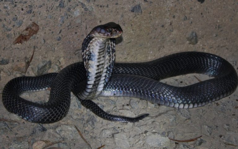 Các loài rắn hổ mang ở Việt Nam mà bạn nên biết?