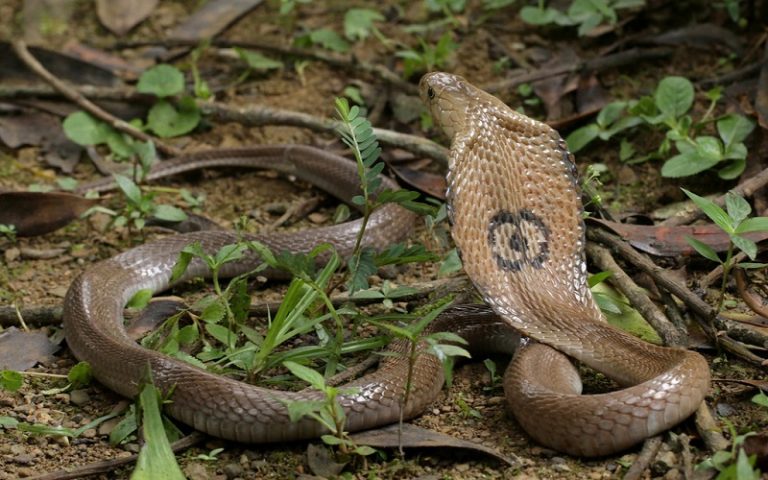 Các loài rắn hổ mang ở Việt Nam mà bạn nên biết?