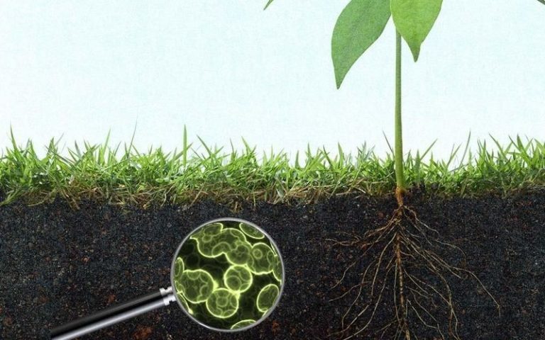 Phân Lân Là Gì? Vai Trò Của Phân Lân Đối Với Cây Trồng